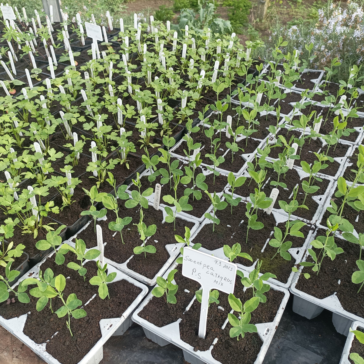 Díolachán Plandaí / Plant Sale – Cill Ulta